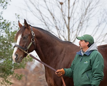 Union Rags - Horse Profile - BloodHorse