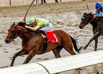 Noble Commander - Horse Profile - BloodHorse