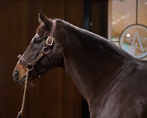 Tiznow Retired From Stud Duty - BloodHorse