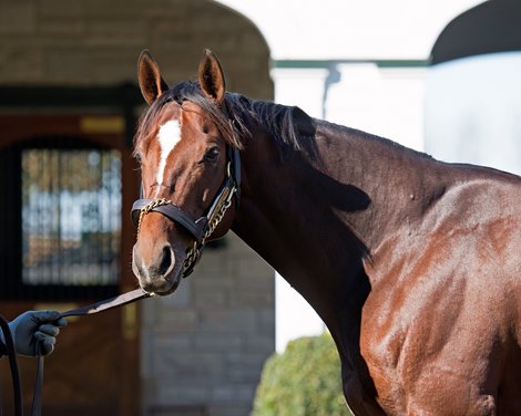 Brody’s Cause to Equistar Training and Breeding in PA - BloodHorse