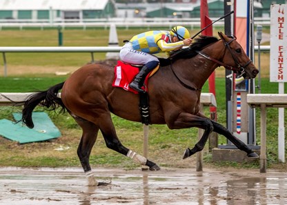 Noble Commander - Horse Profile - BloodHorse