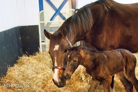 Songbird Delivers First Foal, an Arrogate Filly - BloodHorse