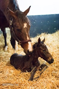 Songbird - Horse Profile - BloodHorse