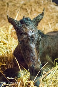 Songbird - Horse Profile - BloodHorse