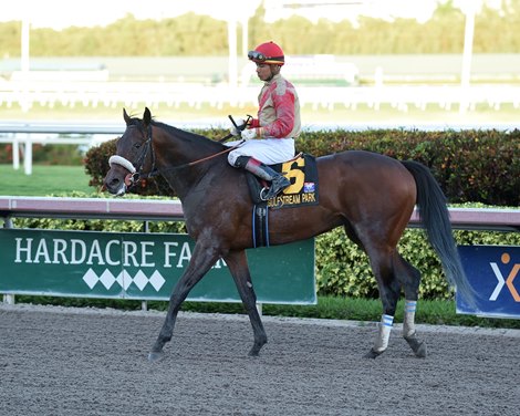 Mihos Steps Up as Cairo Prince's Latest Star - BloodHorse