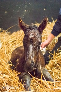 Songbird - Horse Profile - BloodHorse