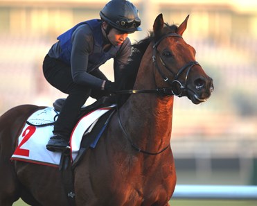 Akeed Mofeed (GB) - Horse Profile - BloodHorse