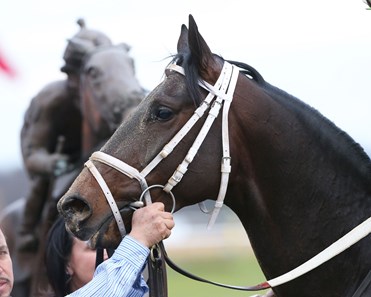 Super Steed - Horse Profile - BloodHorse