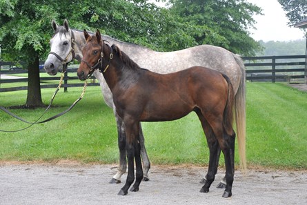 Super Steed - Horse Profile - BloodHorse