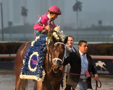 City of Light - Horse Profile - BloodHorse