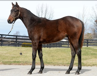 Super Steed - Horse Profile - BloodHorse