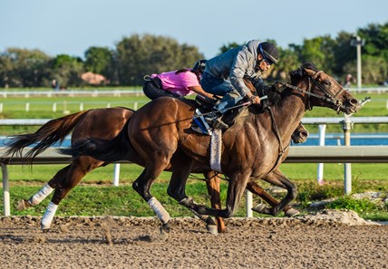 Avie's Flatter - Horse Profile - BloodHorse