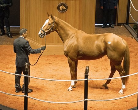 Cheekaboo Tops Day 1 of Fasig-Tipton Winter Mixed Sale - BloodHorse