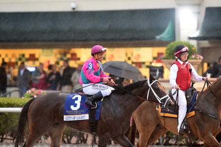 City of Light - Horse Profile - BloodHorse