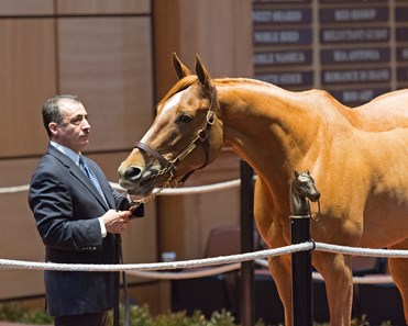 Victress - Horse Profile - BloodHorse