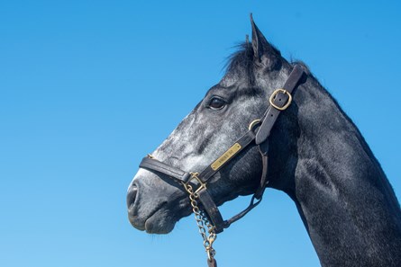 Knicks Go - Horse Profile - BloodHorse