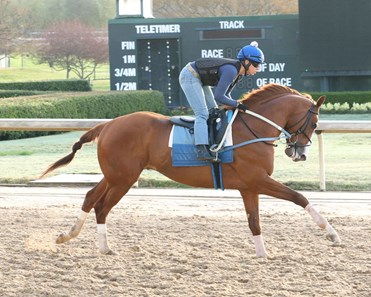 Hence - Horse Profile - BloodHorse