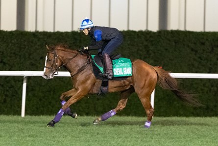 Cheval Grand (JPN) - Horse Profile - BloodHorse