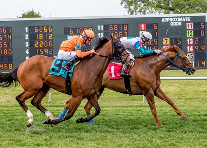 Win Lion Win - Horse Profile - BloodHorse