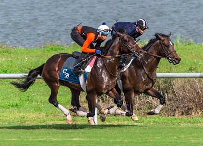 Robert Bruce (CHI) - Horse Profile - BloodHorse