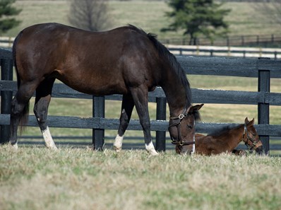 Songbird - Horse Profile - BloodHorse