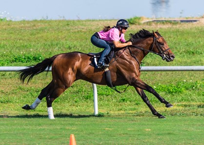 Avie's Flatter - Horse Profile - BloodHorse