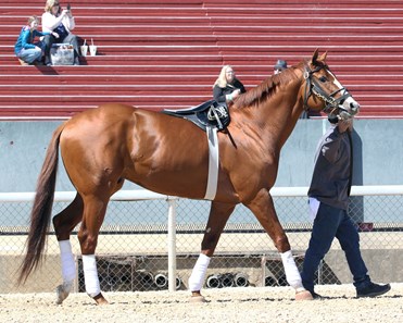 Hence - Horse Profile - BloodHorse