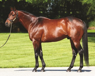 2020 Stallion Showcase - Slideshow - BloodHorse