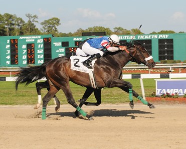 Musket Man - Horse Profile - BloodHorse
