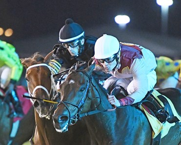 Texas Belle - Horse Profile - BloodHorse