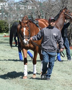 Hence - Horse Profile - BloodHorse