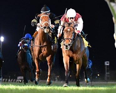 Texas Belle - Horse Profile - BloodHorse