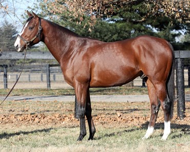 Oscar Performance - Horse Profile - BloodHorse