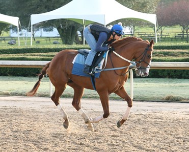 Hence - Horse Profile - BloodHorse