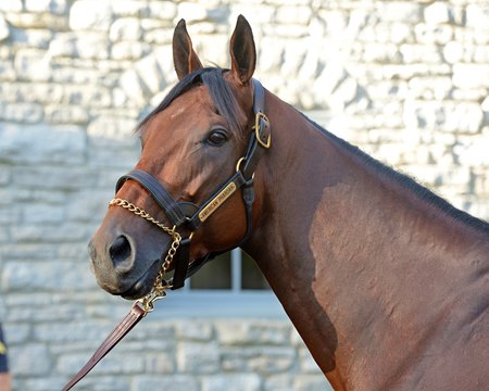 American Pharoah's First Crop One for the Books - BloodHorse