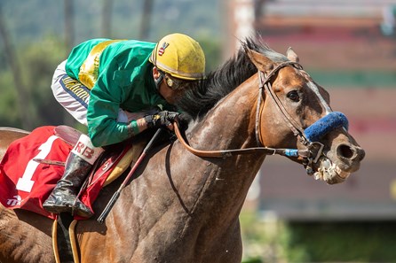 Campaign - Horse Profile - BloodHorse