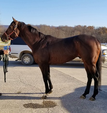 Ghostzapper Son Monster Mash to Stud in West Virginia - BloodHorse