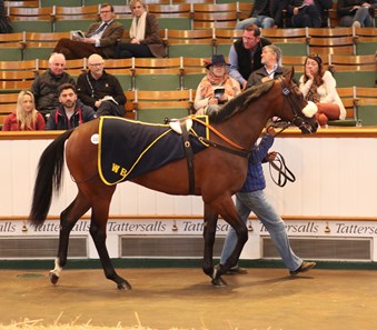 Uncle Mo - Horse Profile - BloodHorse
