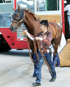Master Fencer (JPN) - Horse Profile - BloodHorse
