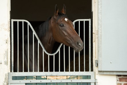 Treve (FR) - Horse Profile - BloodHorse