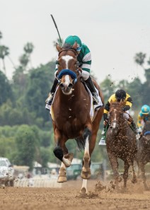 Cistron - Horse Profile - BloodHorse