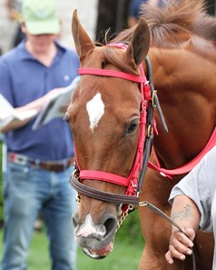Jala Jala (MEX) - Horse Profile - BloodHorse