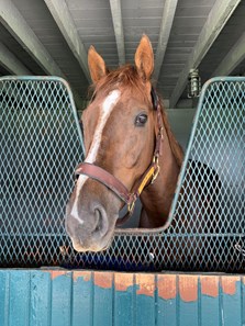Master Fencer (JPN) - Horse Profile - BloodHorse
