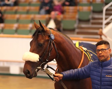 Uncle Mo - Horse Profile - BloodHorse