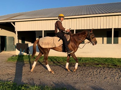 Master Fencer (JPN) - Horse Profile - BloodHorse