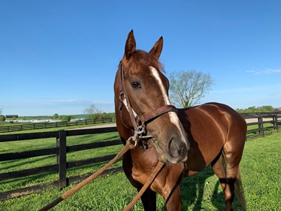 Master Fencer (JPN) - Horse Profile - BloodHorse