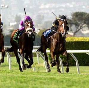 Irish Heatwave - Horse Profile - BloodHorse