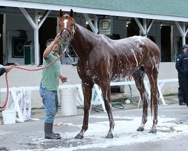 Country House - Horse Profile - BloodHorse