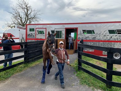 Master Fencer (JPN) - Horse Profile - BloodHorse