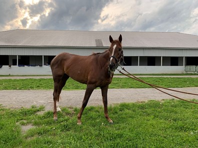 Master Fencer (JPN) - Horse Profile - BloodHorse